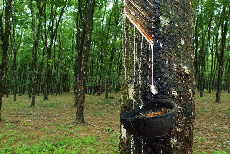Rubber Tree in Rubber Tree Plantation Stock Photo - Image of china ...