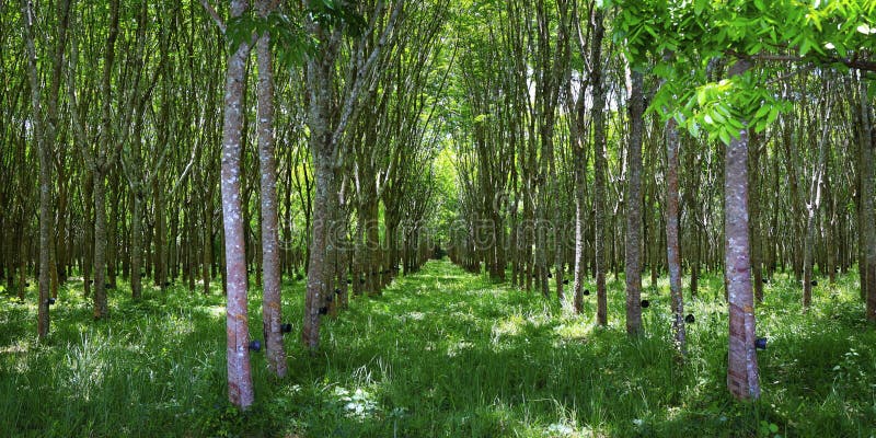 Rubber Tree in Rubber Tree Plantation, Latex is Collect in Bowl Stock ...