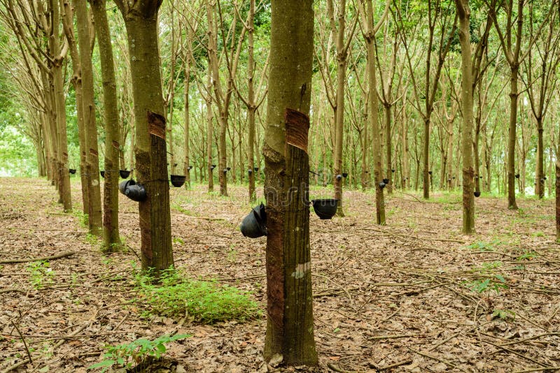 Rubber Tree Row Agricultural Stock Photo - Image of lumber, lush: 60279702