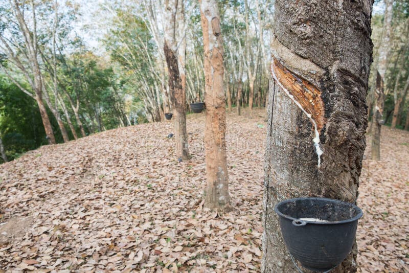 Rubber Tree stock image. Image of beauty, branch, elastic - 75294851