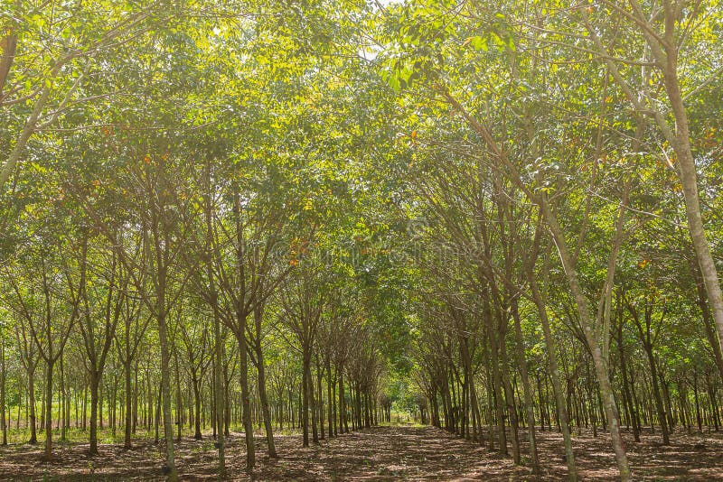Rubber tree plantation stock photo. Image of tropical - 62635158