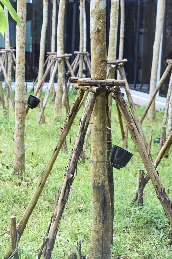 368 Rubber Tree Grove Stock Photos - Free & Royalty-Free Stock Photos ...