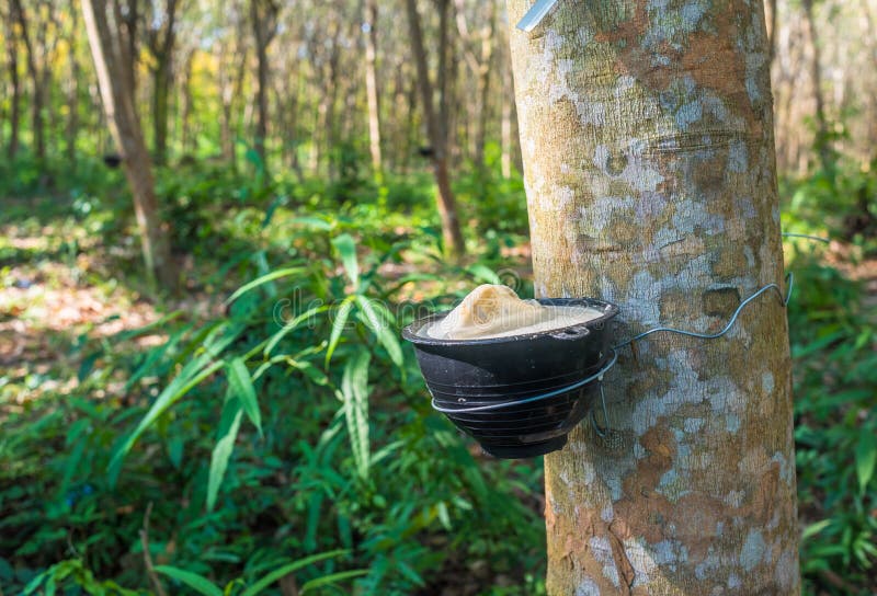 Rubber Tree Plantation, Thailand Stock Photo - Image of fresh, asia ...