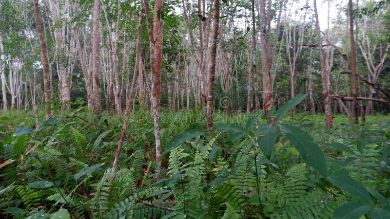 Rubber Tree Plantations and Ferns that Thrive in Tropical Forests Stock ...