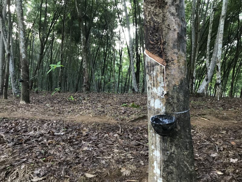 A Rubber Tree and Plastic Cup Stock Image - Image of rubber, plantation ...