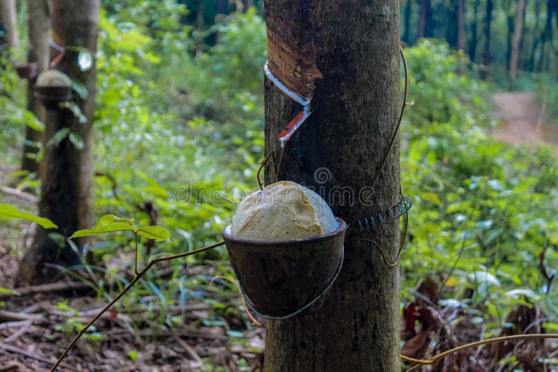 Rubber Tree with a Pot on the Trunk Stock Image - Image of color ...