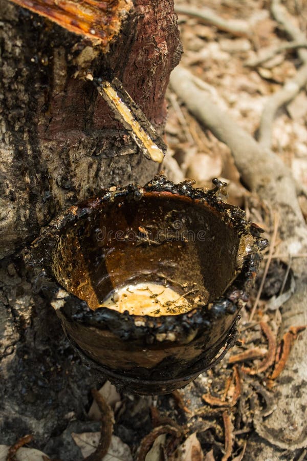 Rubber tree and process stock image. Image of rubber - 76147607