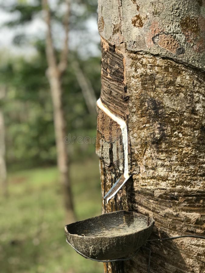 Rubber tree stock image. Image of penoreh, tree, crop - 229863323