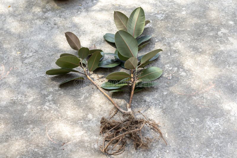 Rubber Tree with Roots High Angle View Stock Photo - Image of ...