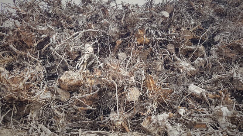 Rubber tree roots stock image. Image of tree, scrap, roots - 75288827