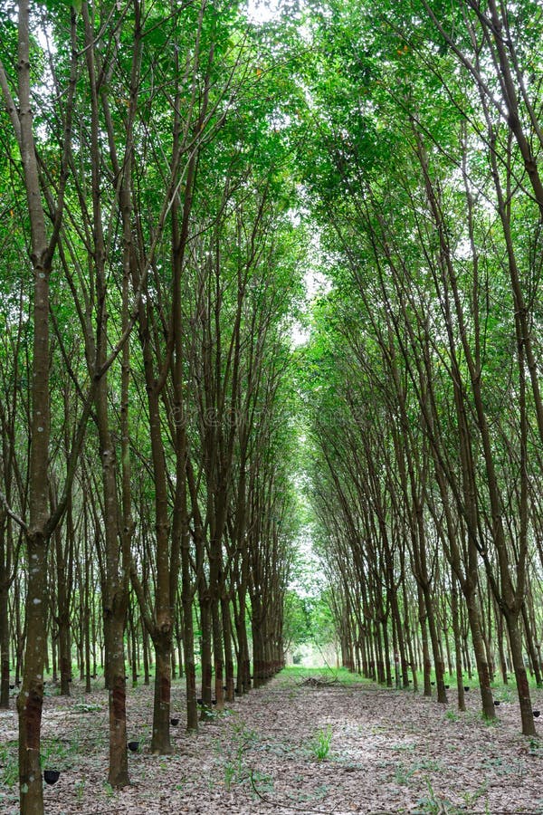 Rubber Tree Row Agricultural Stock Image - Image of crop, industry ...