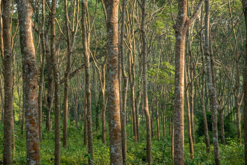 Rubber tree in row stock image. Image of beauty, plantation - 118810801