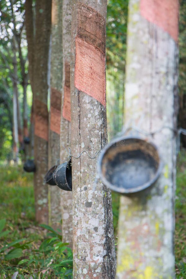 Rubber tree stock photo. Image of harvesting, material - 51789450