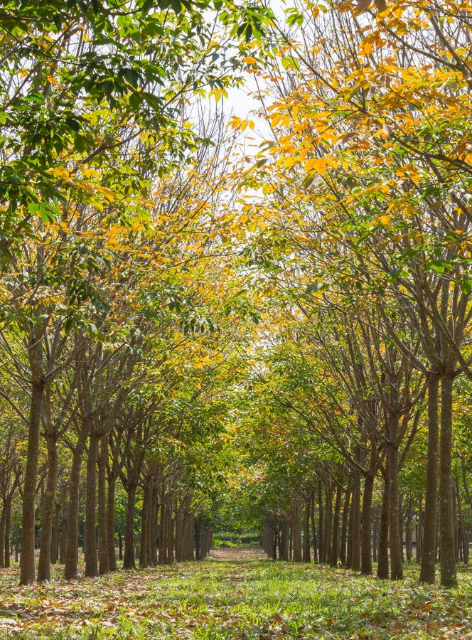 584 Rubber Normal Stock Photos - Free & Royalty-Free Stock Photos from ...