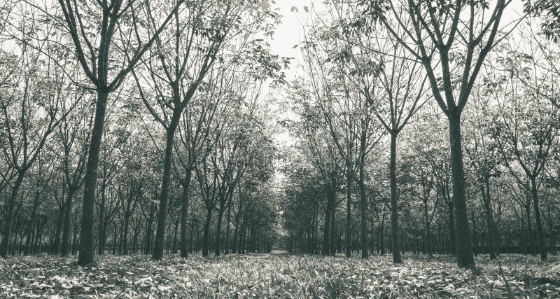 Rubber Tree in Rubber Forest Background Wide View Black White Stock ...