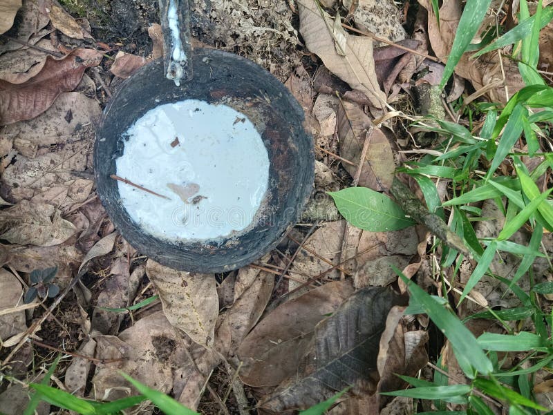 Rubber Tree Sap in a Coconut Shell Container Stock Photo - Image of ...