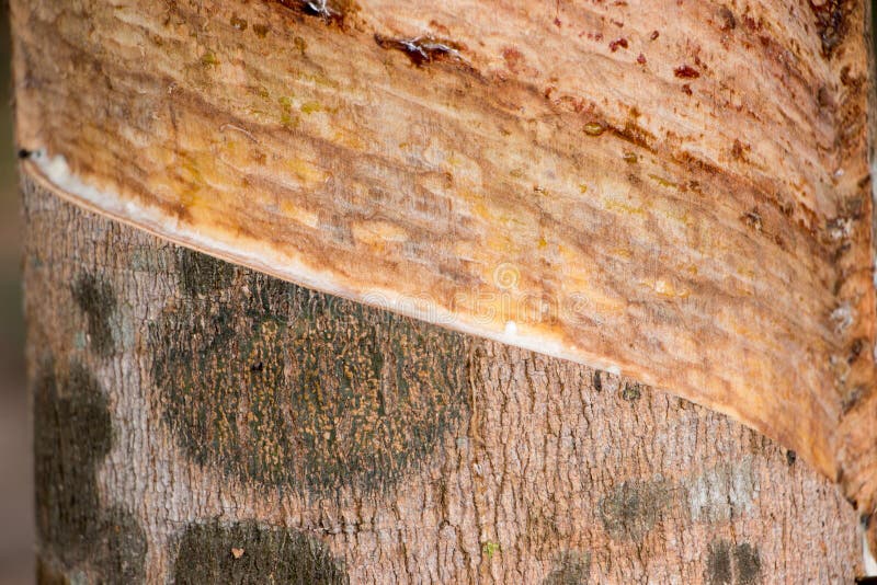 Rubber tree stock image. Image of growth, liquid, natural - 48403757