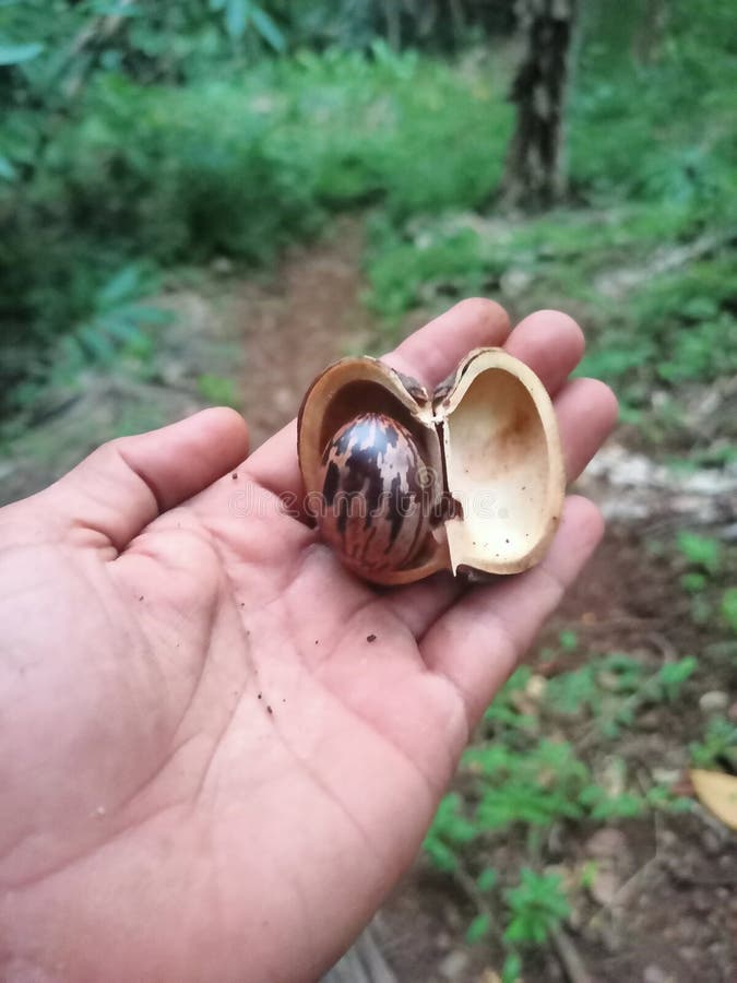 Rubber tree seeds stock photo. Image of unik, rubber - 360252046