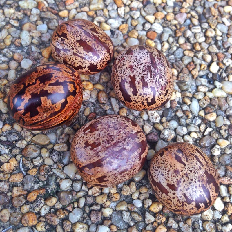 Rubber tree seeds stock photo. Image of isolated, growth - 35711988