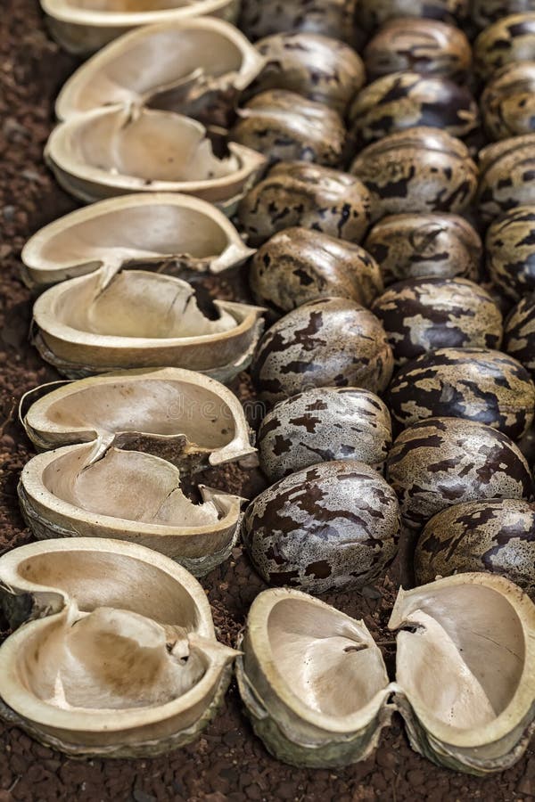 361 Rubber Tree Seeds Stock Photos - Free & Royalty-Free Stock Photos ...