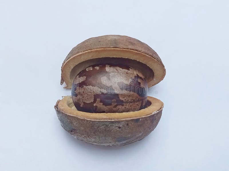 150 Inside Rubber Tree Stock Photos - Free & Royalty-Free Stock Photos ...