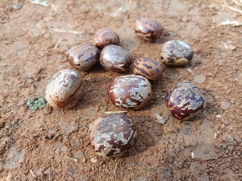 Rubber Tree Seeds Lie in a Row on the Ground Stock Photo - Image of ...