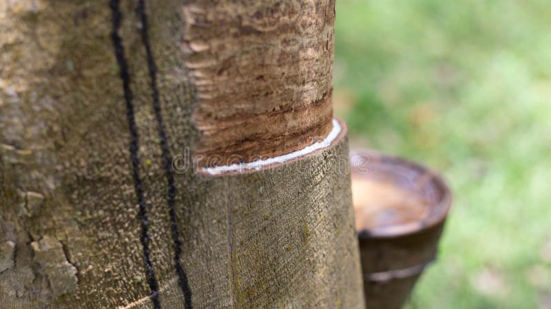 Rubber Tree is Slit. and a Cup of Rubber Latex, Rubber Plantation of ...