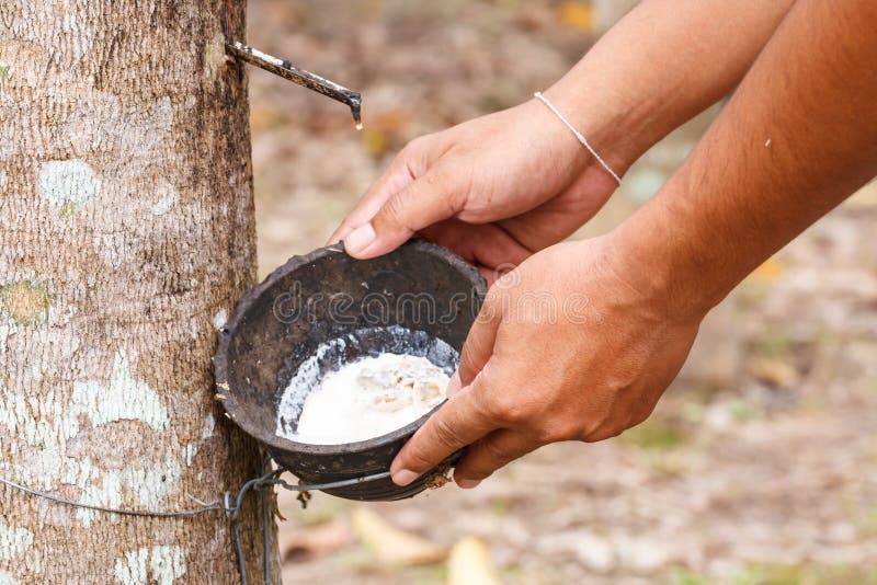 Rubber tree stock photo. Image of elastic, natural, collecting - 42196460