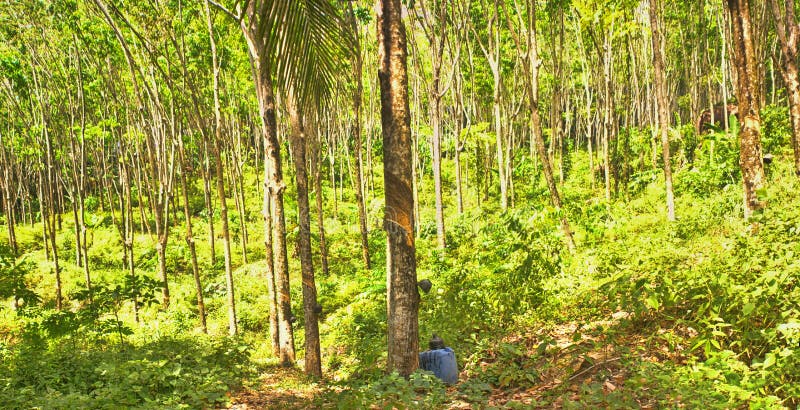 Rubber tree rubber tappers stock image. Image of coppice - 236395929