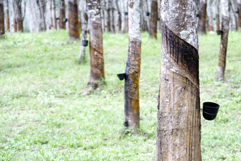 Rubber Tree Tapping stock photo. Image of plants, tapping - 1488276