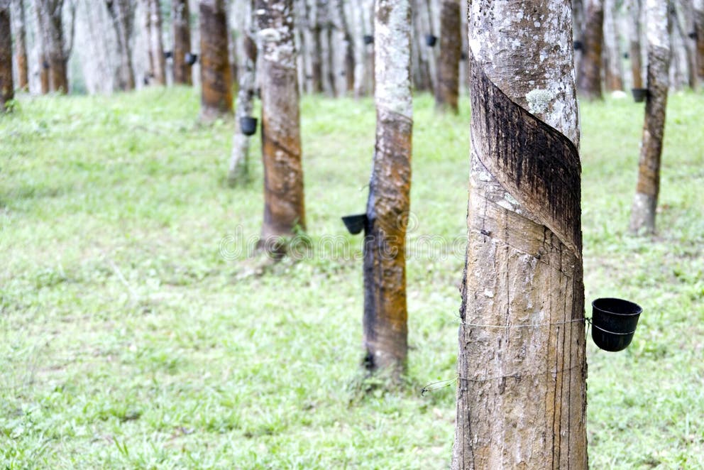 Rubber Tree Tapping stock photo. Image of plants, tapping - 1488276