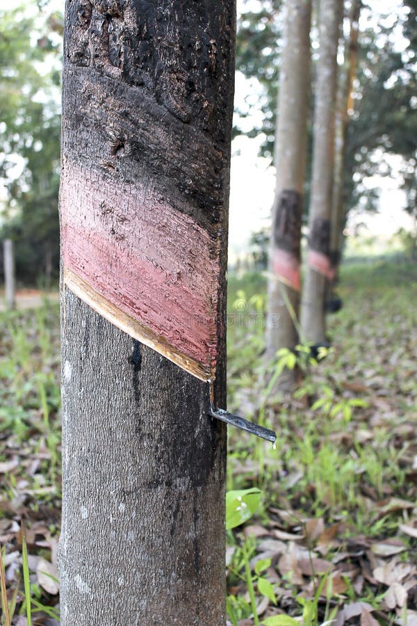 Rubber tree stock photo. Image of trees, tapping, career - 49196354
