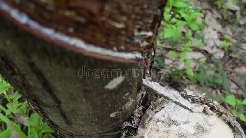 Rubber Tree Tapping Agriculture Forest Plantation Stock Video - Video ...