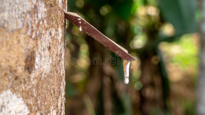 Rubber Tree Tapping with Blurred Background Stock Photo - Image of ...