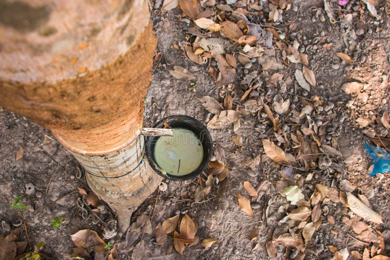 Rubber tree stock image. Image of jungle, natural, nature - 48777703