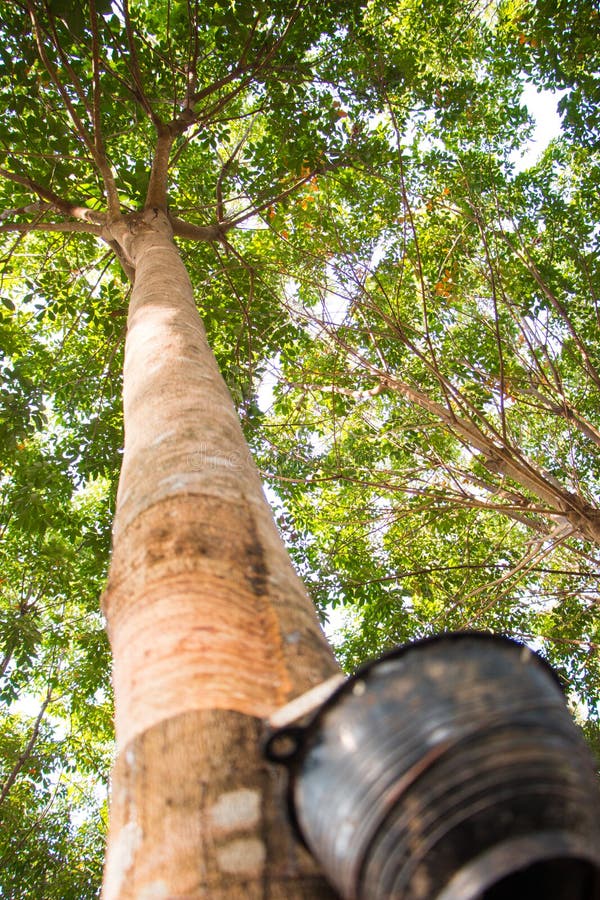 Rubber tree stock image. Image of elastic, crop, industry - 48778369