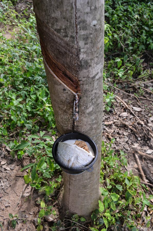 Rubber tree stock image. Image of tyres, tropical, greenery - 59084297
