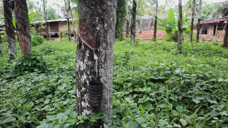 Rubber Tree Tapping. Rows of Tapped Rubber Trees on a Rubber Plantation ...