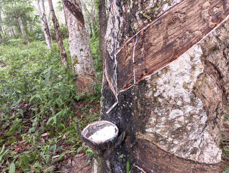 Rubber tree tapping stock image. Image of wall, forest - 255641485