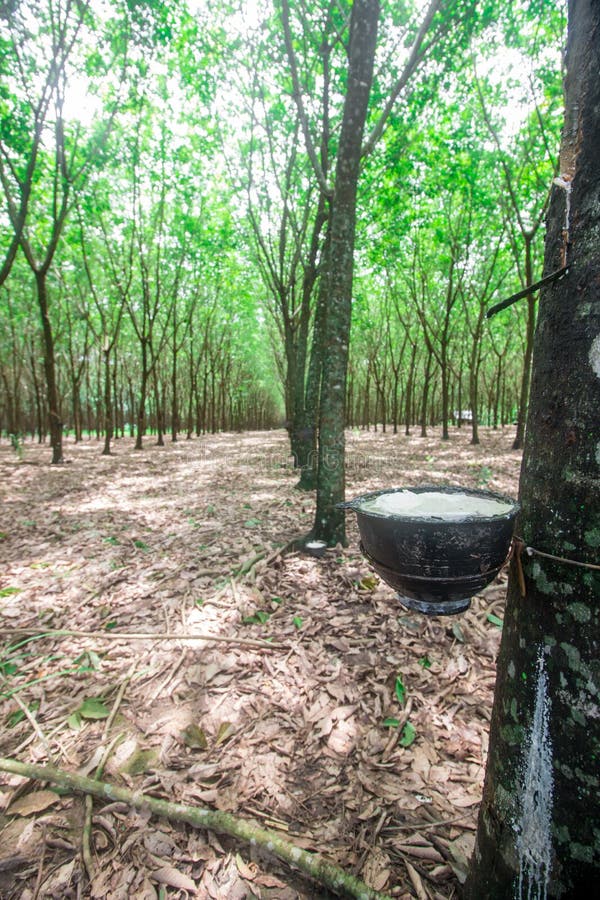 Rubber tree stock image. Image of farm, liquid, fresh - 56948377