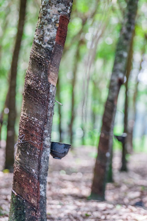 Rubber tree stock image. Image of industry, bark, rainforest - 56948627