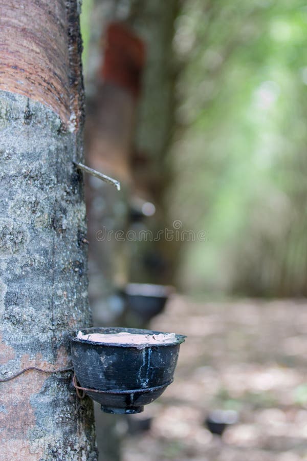 Rubber tree stock photo. Image of environment, harvesting - 56948730
