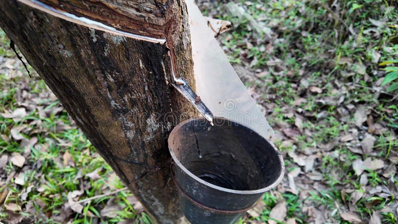 Rubber Tree Tapping for Sustainability Stock Footage - Video of resin ...