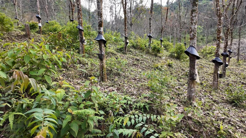 Rubber Tree Tapping for Sustainability Stock Video - Video of harvest ...