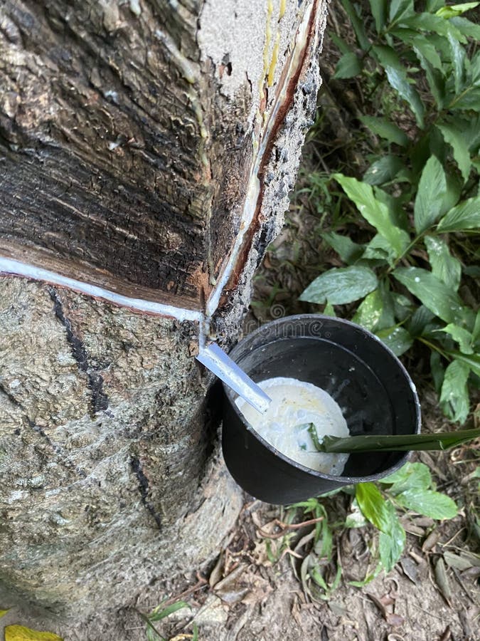 Rubber Tree Tapping To a Cup Stock Image - Image of latex, commodity ...