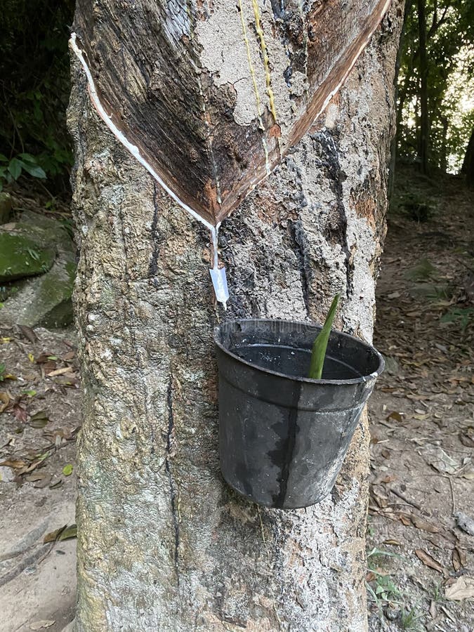 Rubber Tree Tapping To a Cup Stock Image - Image of liquid, forest ...