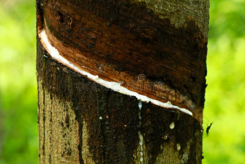 Rubber Tree after Tapping in the Traditional Way Stock Photo - Image of ...
