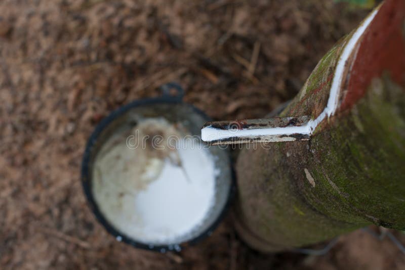 Rubber tree stock image. Image of produce, crop, professional - 88909227