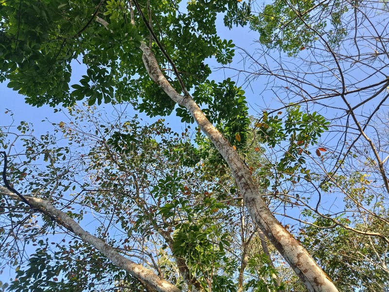 The Rubber Tree Trunk Has Branches and Leaves Rising Upwards Stock ...