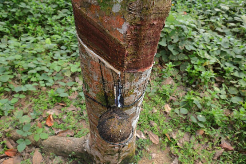 A Rubber Tree Trunk with a Milk Collecting Bowl Stock Image - Image of ...
